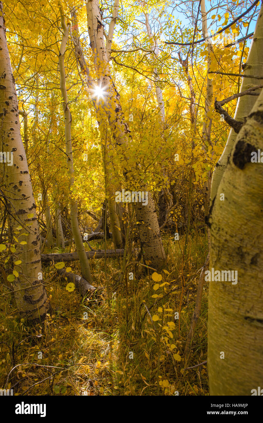 Backlit Aspen trees glowing with golden color in the fall Stock Photo ...