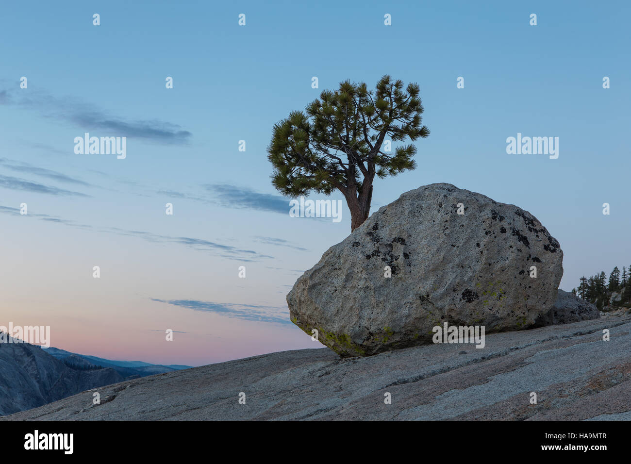 Jeffrey Pine tree (Pinus jeffreyi) standing alone at Olmsted Point ...