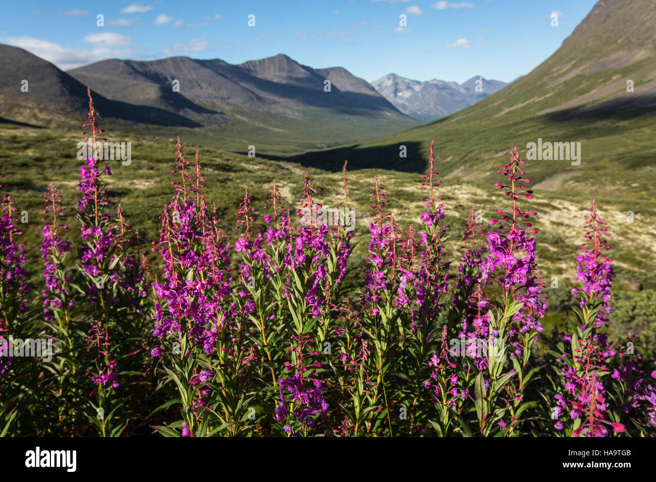 The wildflowers of Bremner, located in Alaska’s national parks, are a ...