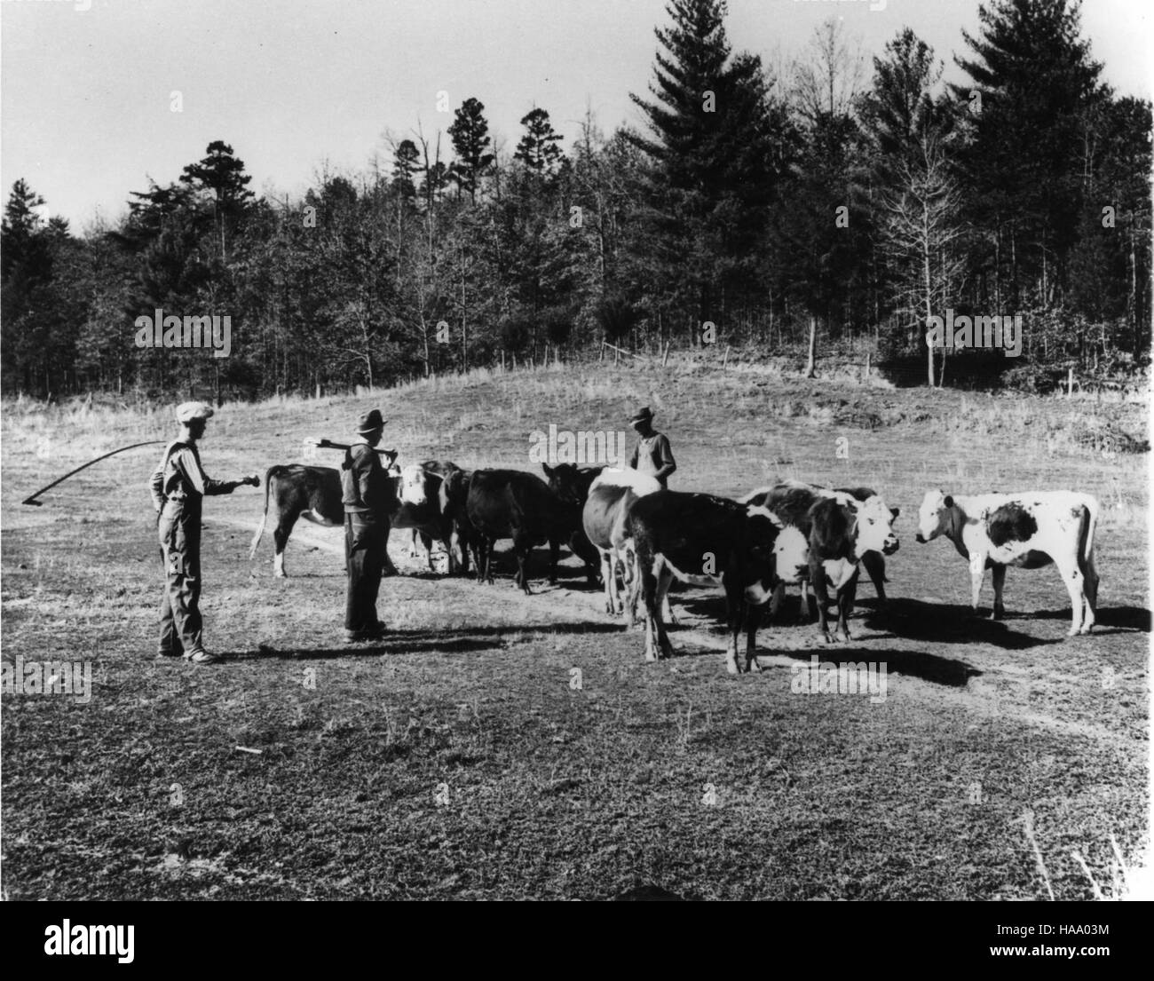 Visual representation national park Black and White Stock Photos ...