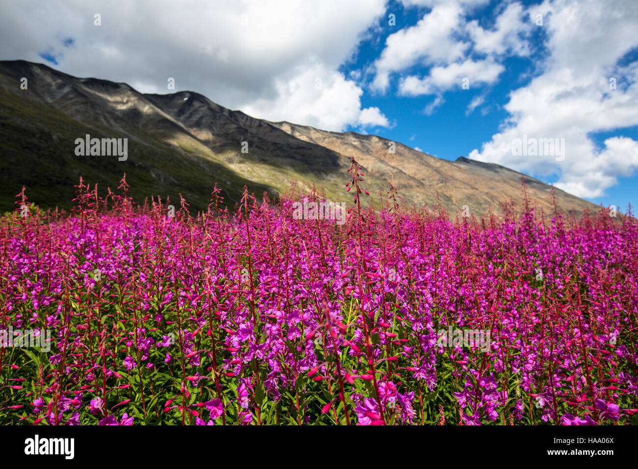 Fireweed, a striking wildflower, blooms in Bremner, part of Alaska's ...