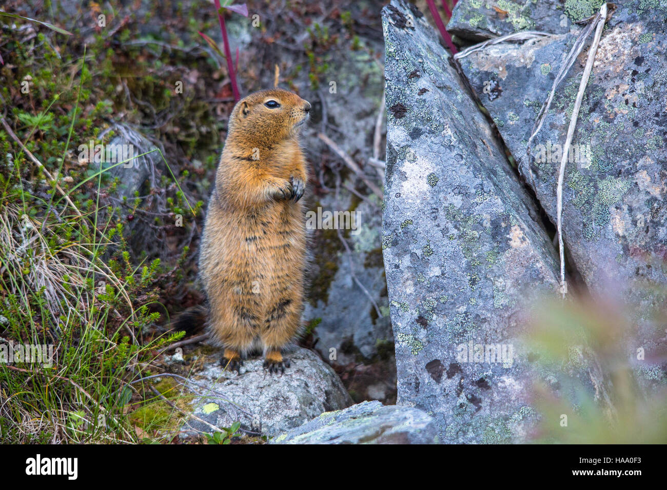 Spermophilus parryii hibernation hi-res stock photography and images ...