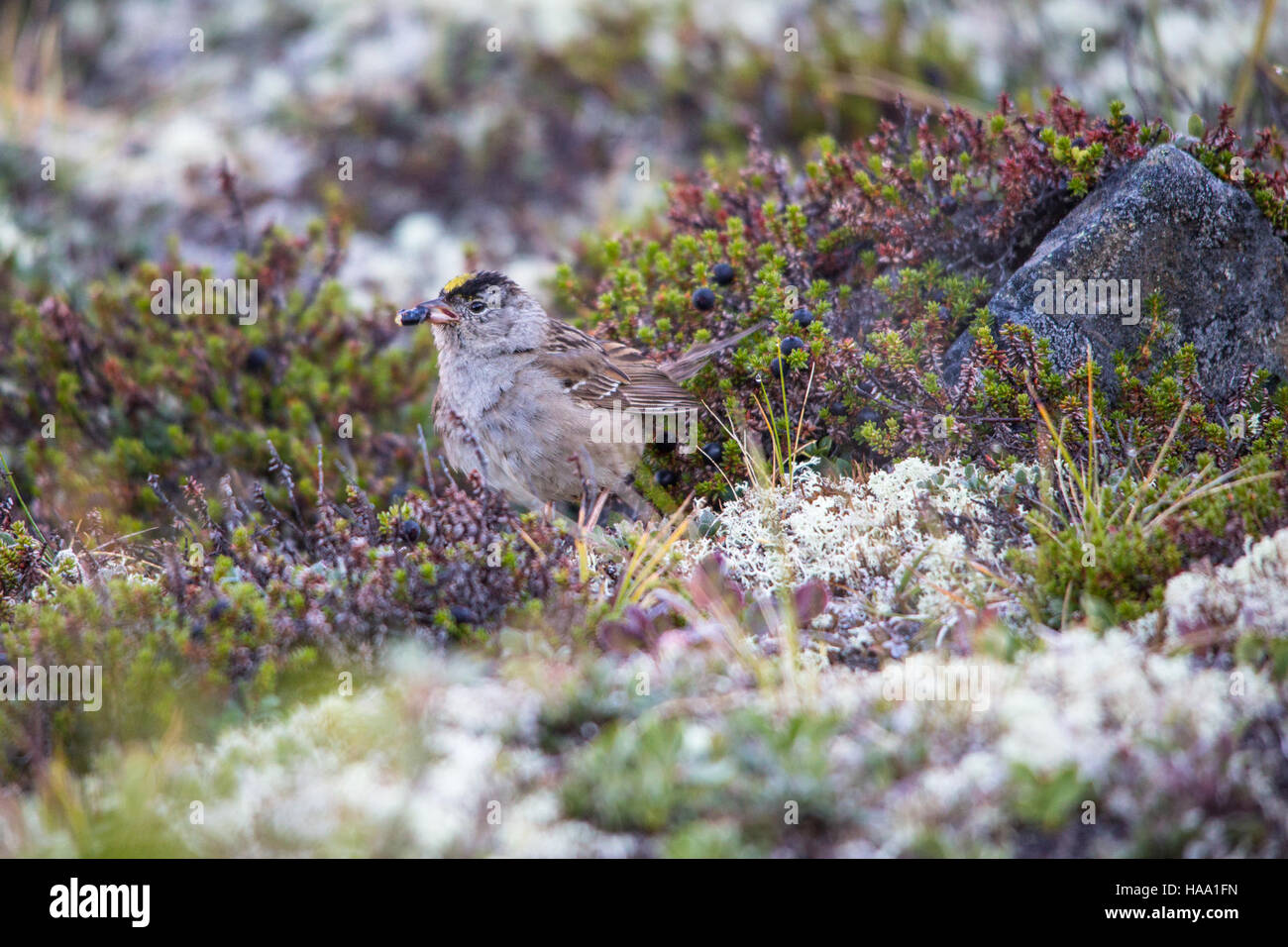 Golden crowned sparrow in bushes hi-res stock photography and images ...