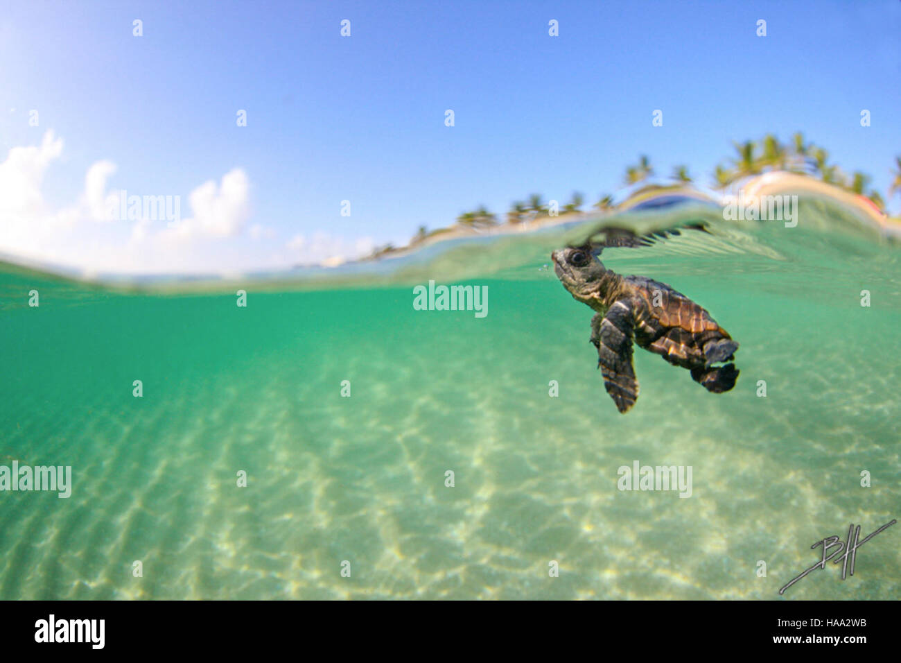 Loggerhead turtles nest along Palm Beach, within a national park, where ...