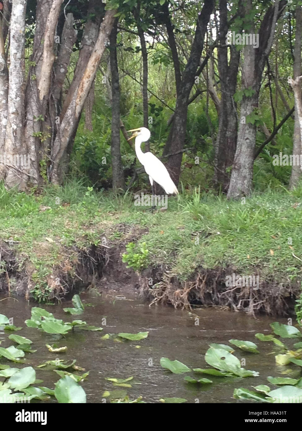 Birdwatching in Everglades National Park offers a unique opportunity to ...