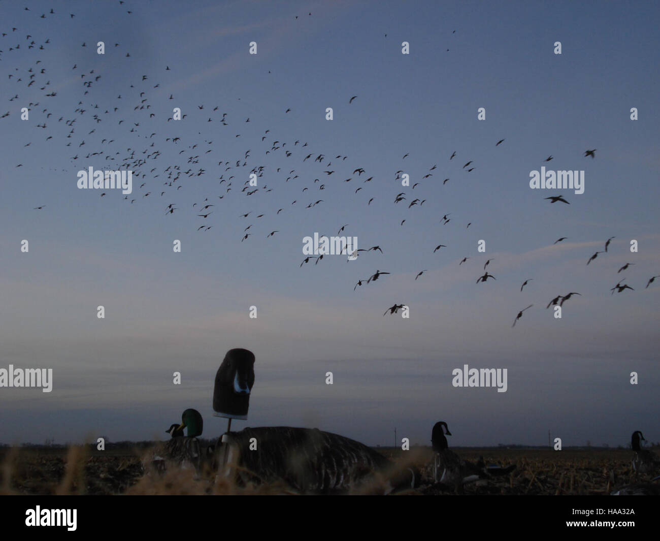 usinterior 9094232188 Hunting ducks in the Prairie Refuges Stock Photo ...