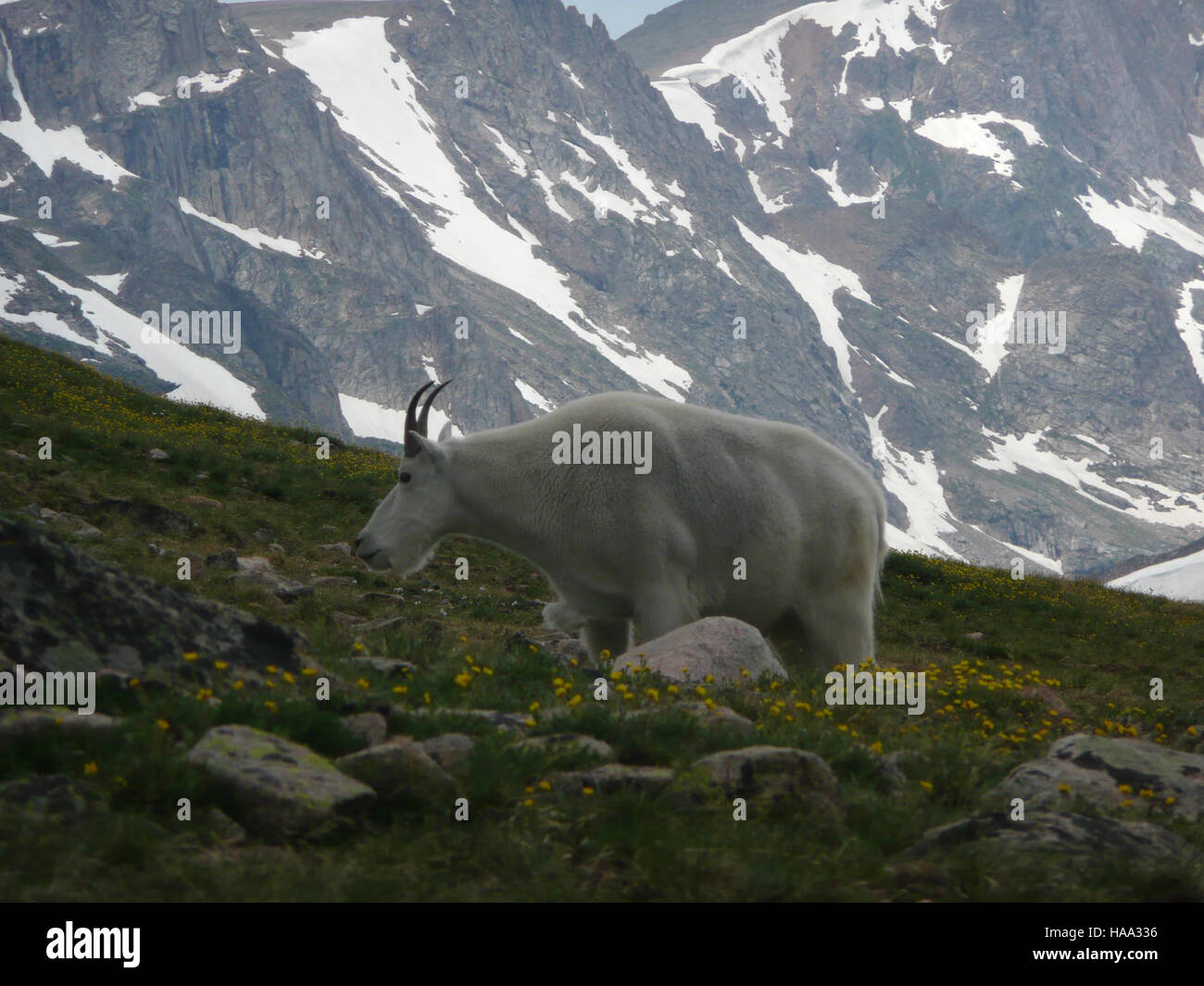 usinterior 9100884053 Mountain Goat at Beartooth Pass in Montana Stock ...