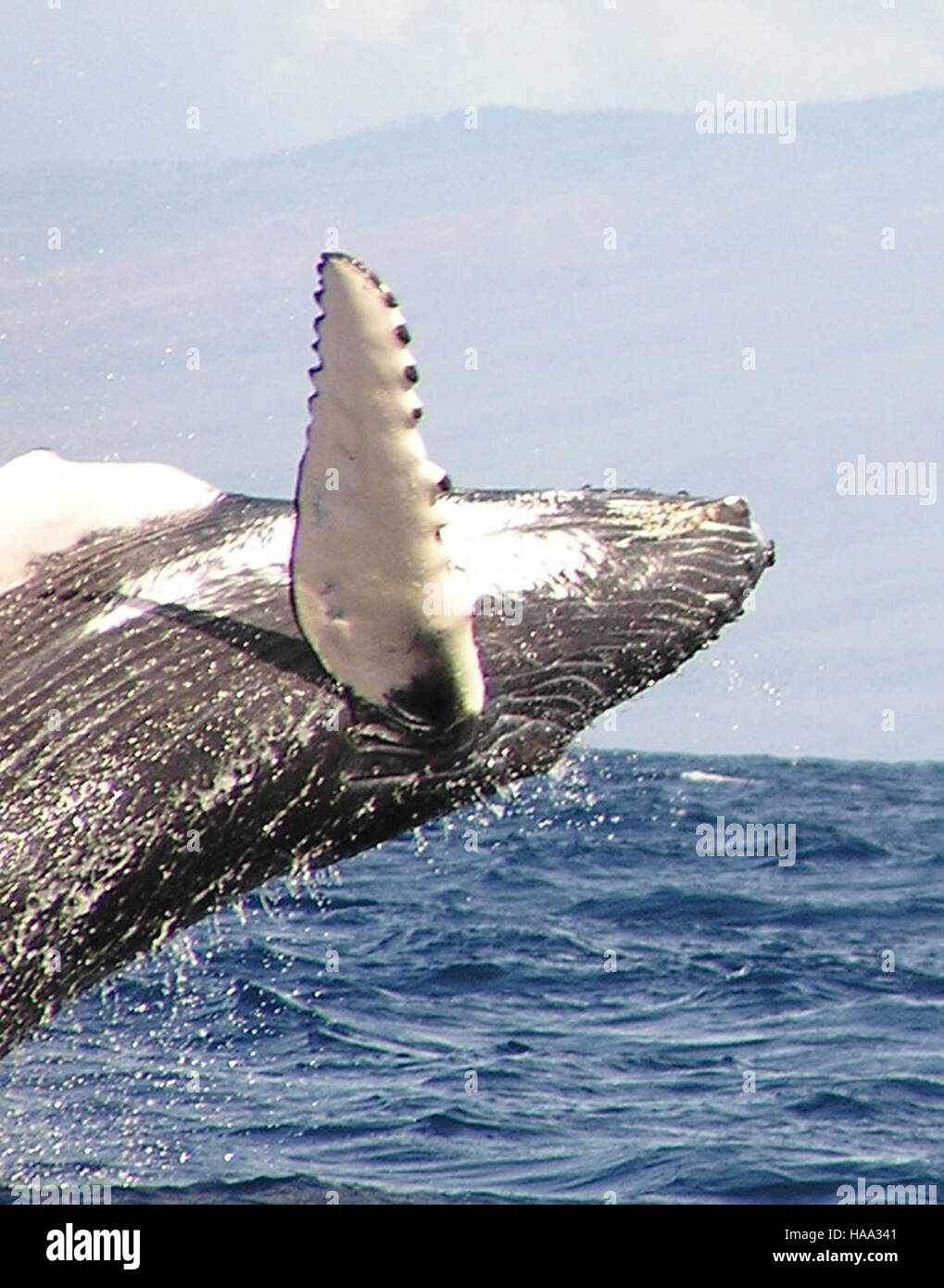 Humpback whale watching in the National Marine Sanctuary in Maui offers ...