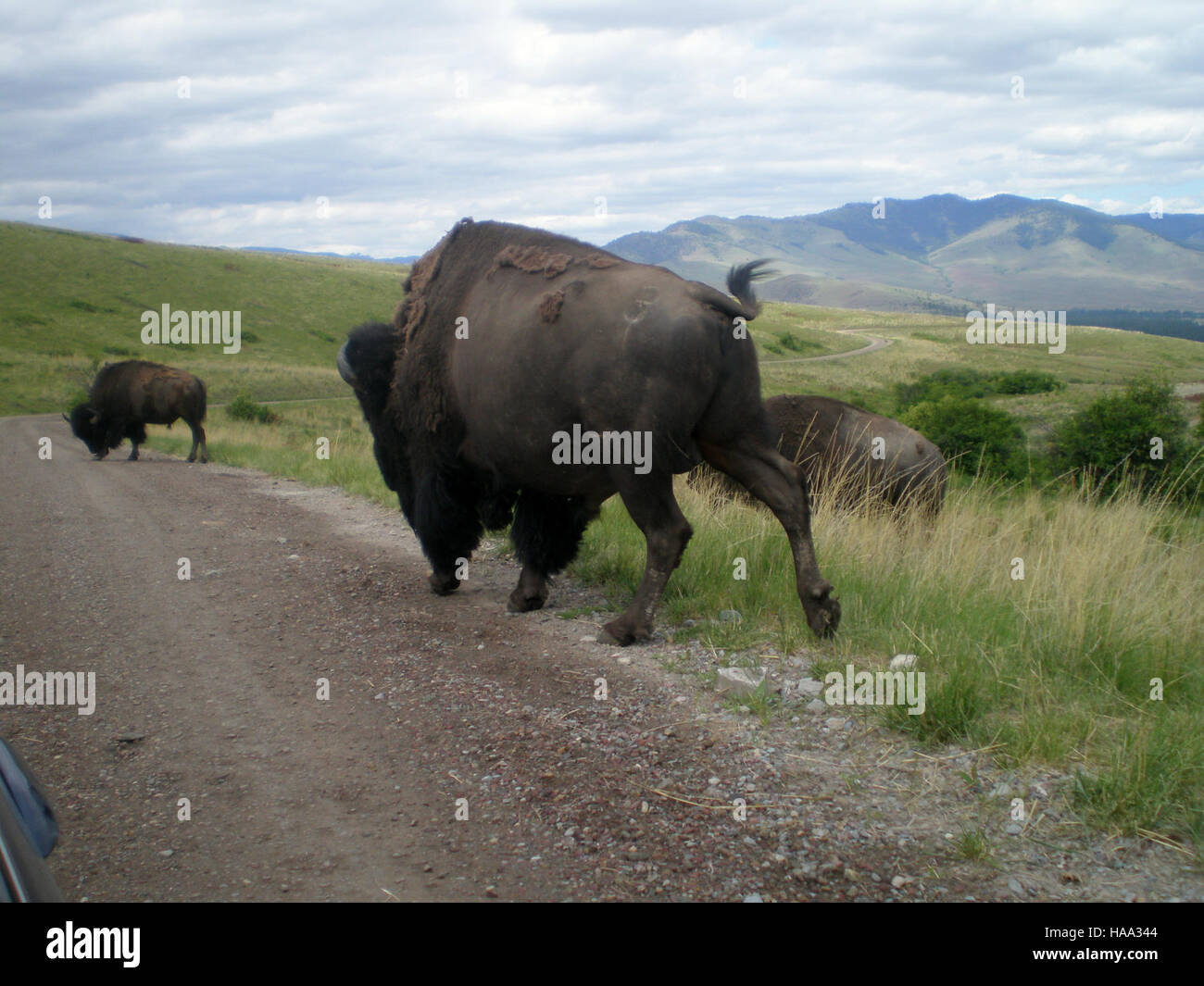 usinterior 9103146158 Wild Buffalo in Moise National Buffalo Range ...
