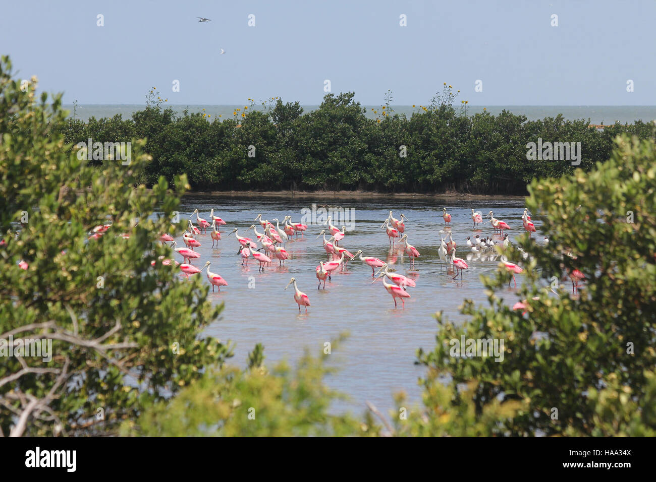Colonial nesting bird species hi-res stock photography and images - Alamy