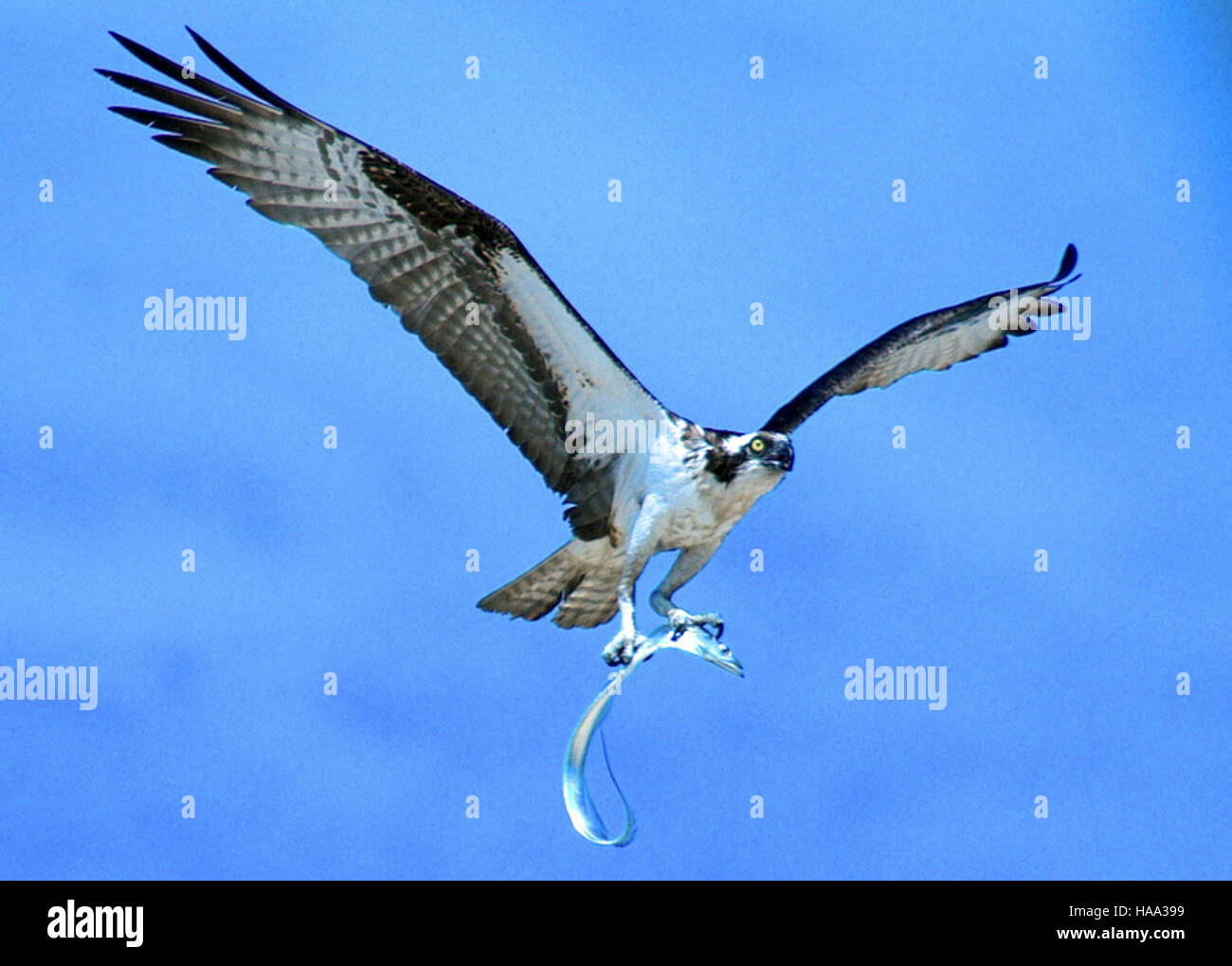 Cape Lookout National Seashore in North Carolina is a unique coastal ...