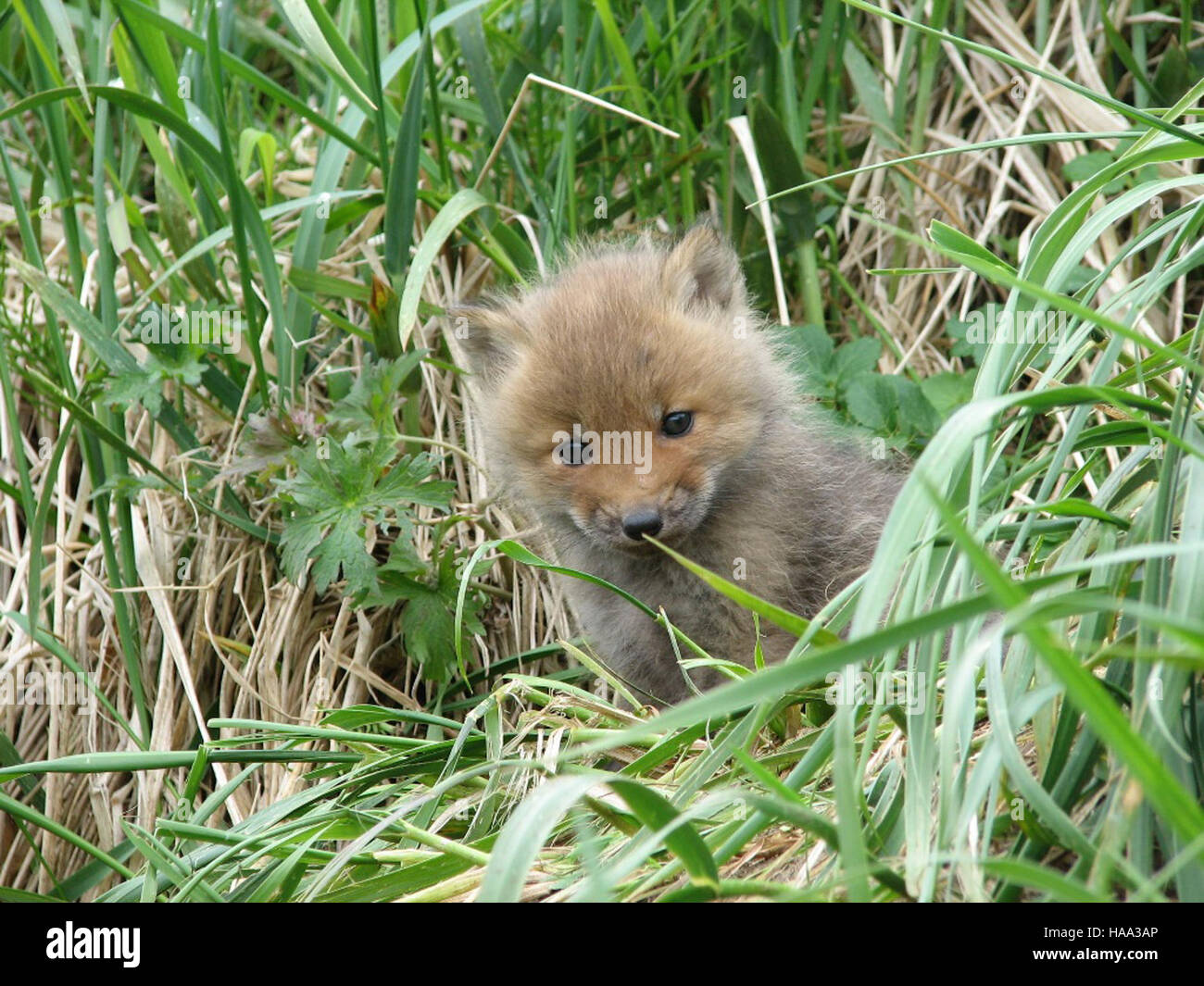 usinterior 9128226569 Curious Wildlife in Togiak National Wildlife ...