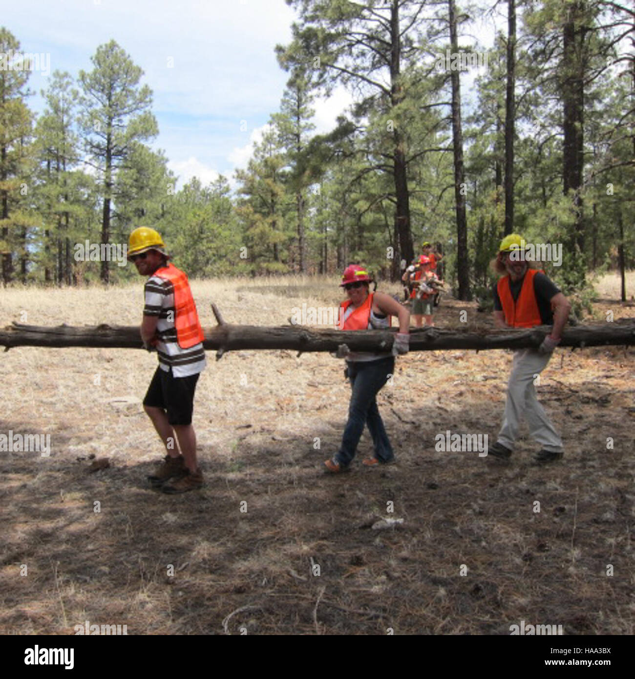 usinterior 9129430854 Clearing Wood in Santa Fe National Forest in New ...