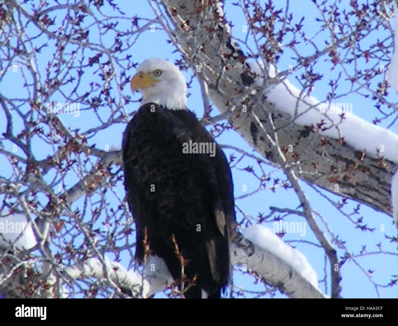 This image shows a bald eagle spotted at Silt River Preserve in ...