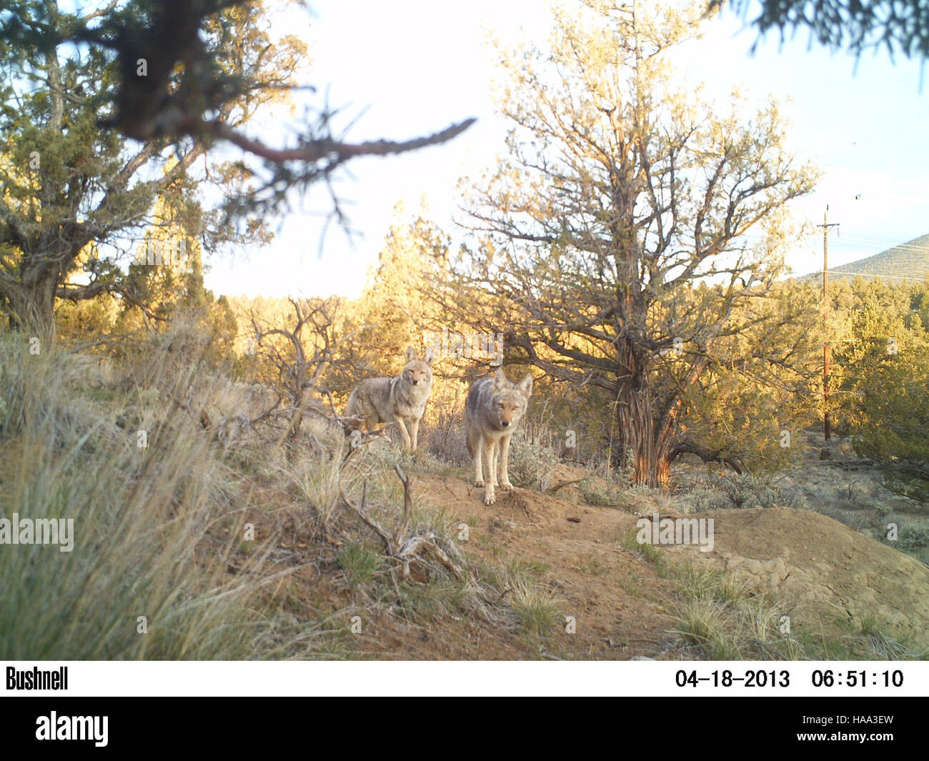 Wolves were spotted in the forests of Oregon, highlighting the return ...