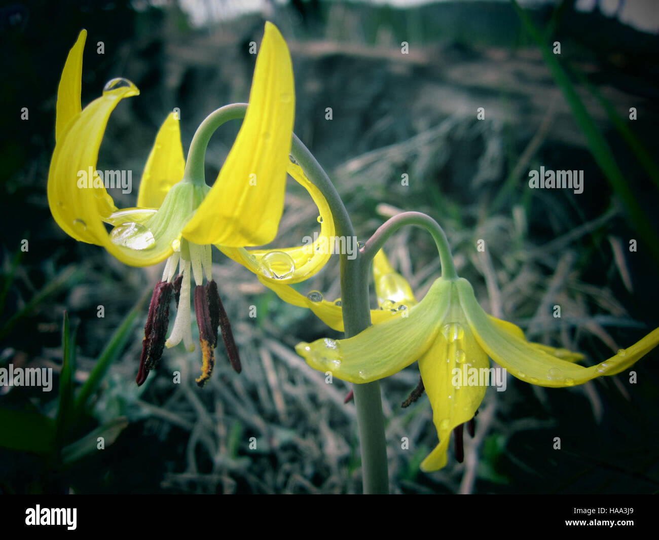 The Glacier Lily, pictured on Grizzly Lake Trail in Yellowstone ...