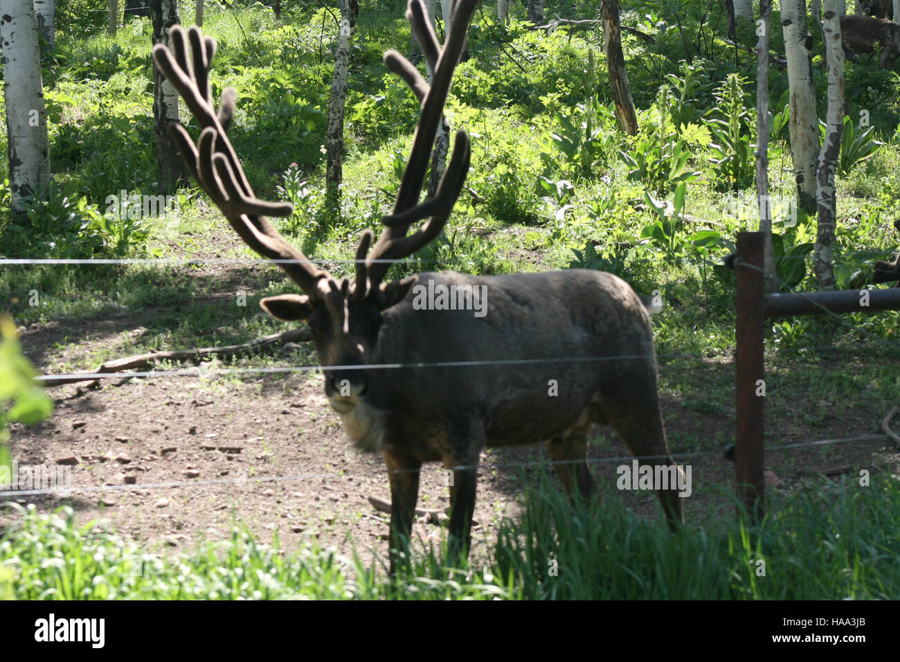 This image shows caribou in Strawberry Hot Springs Park, located in ...