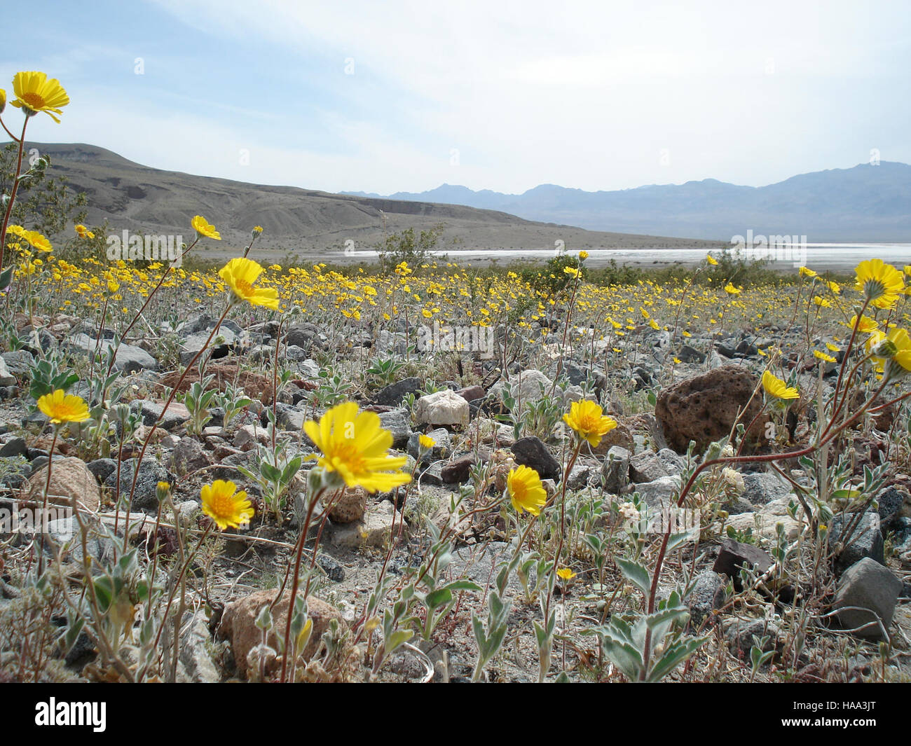 usinterior 9267476801 Wildflowers in Death Valley NP Stock Photo - Alamy