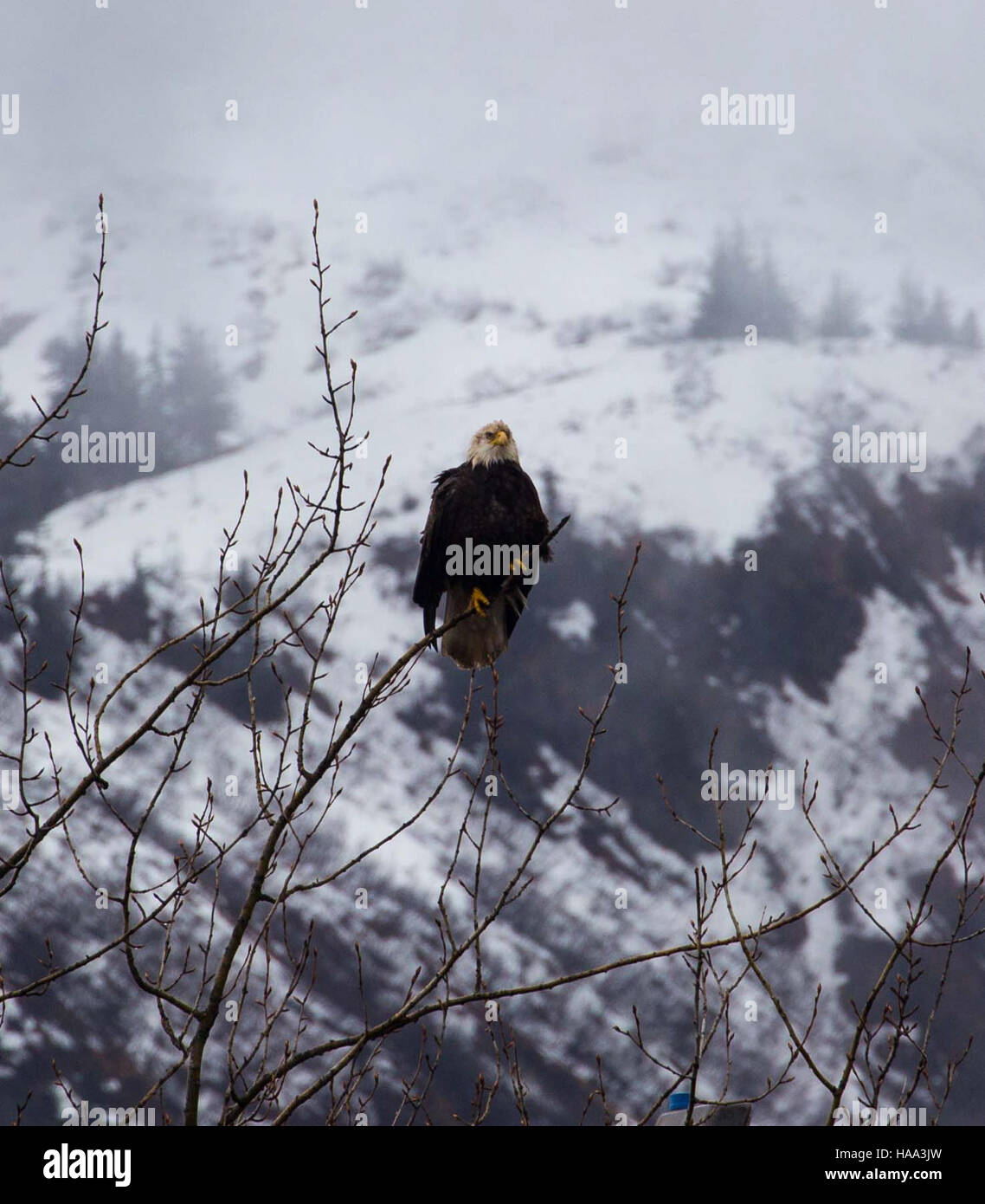 An American Eagle, a symbol of wildlife conservation, soars within the ...