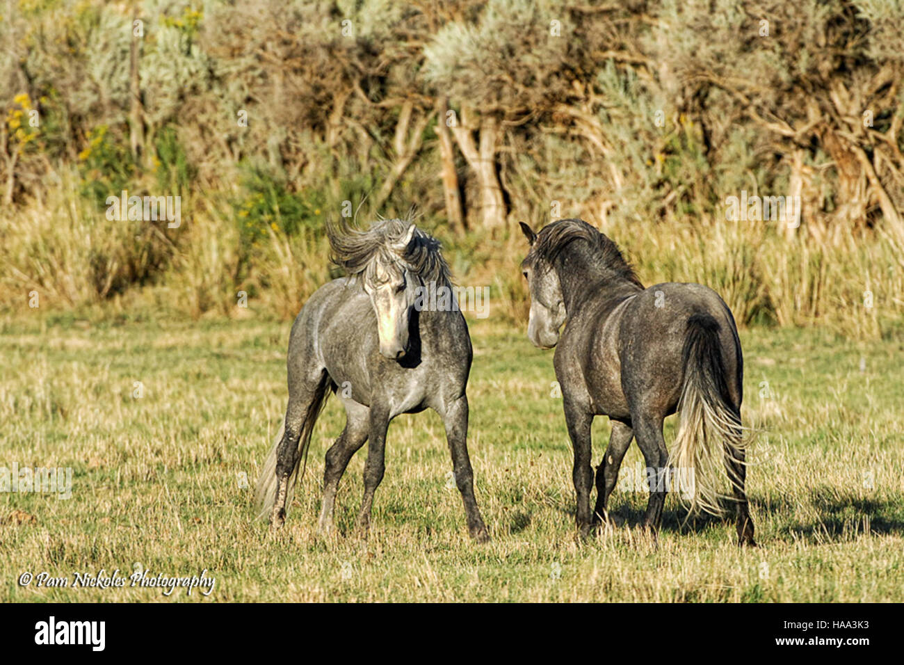 The wild horses of Piceance Creek roam freely in the rugged terrain of ...