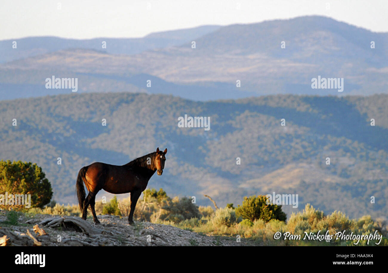 The wild horses of the Piceance Basin are an iconic feature of this ...