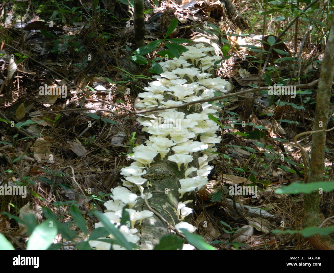 A fallen log along the Sundew Trail in a national park highlights the ...