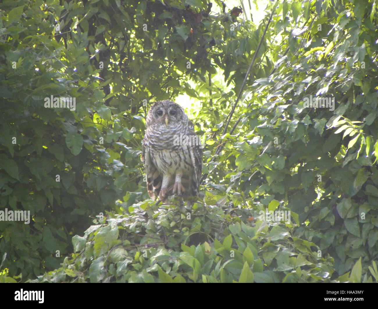 An owl perched in a national park, symbolizing the diverse wildlife ...
