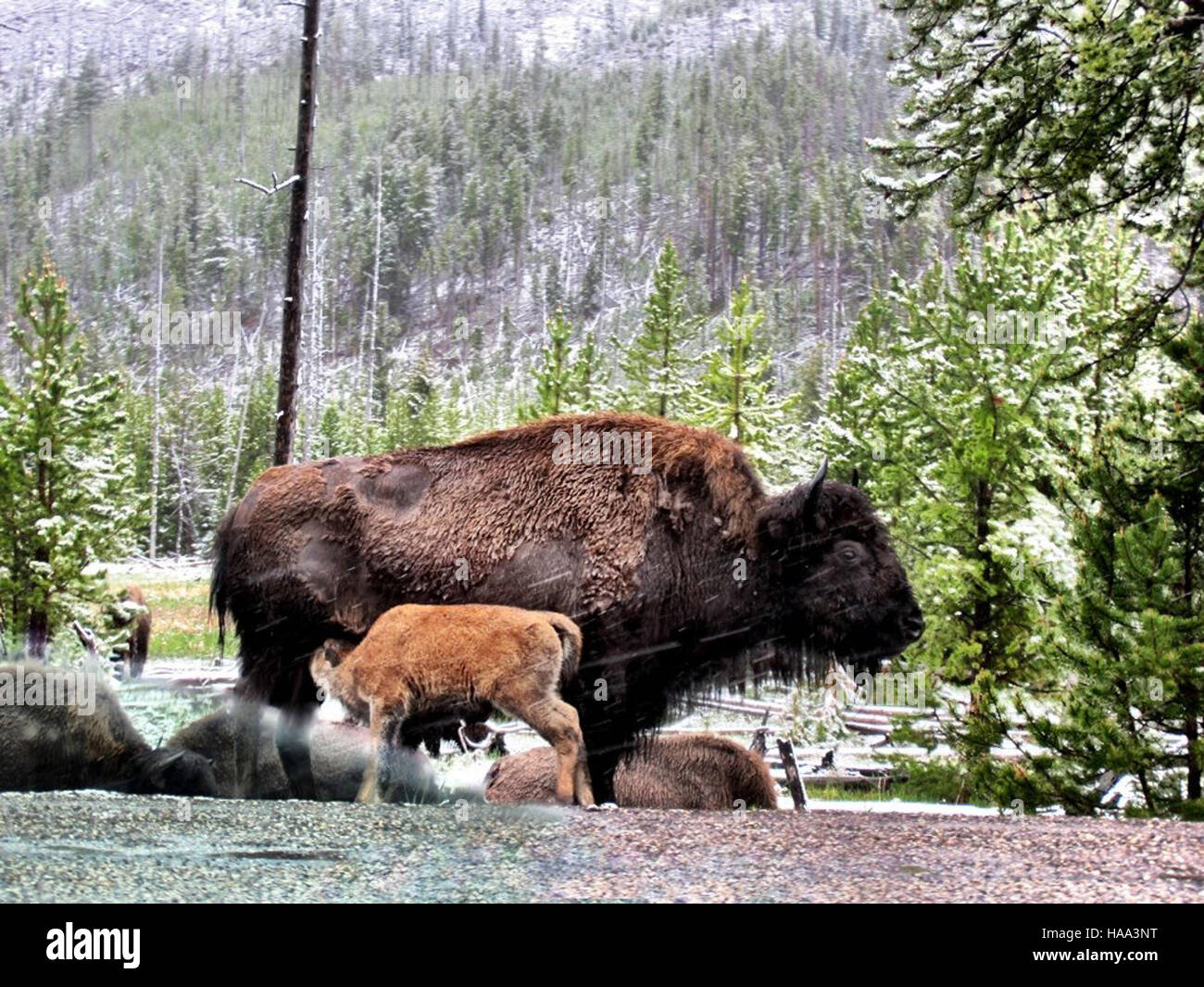 Bison and their calves are an iconic species in many U.S. national ...