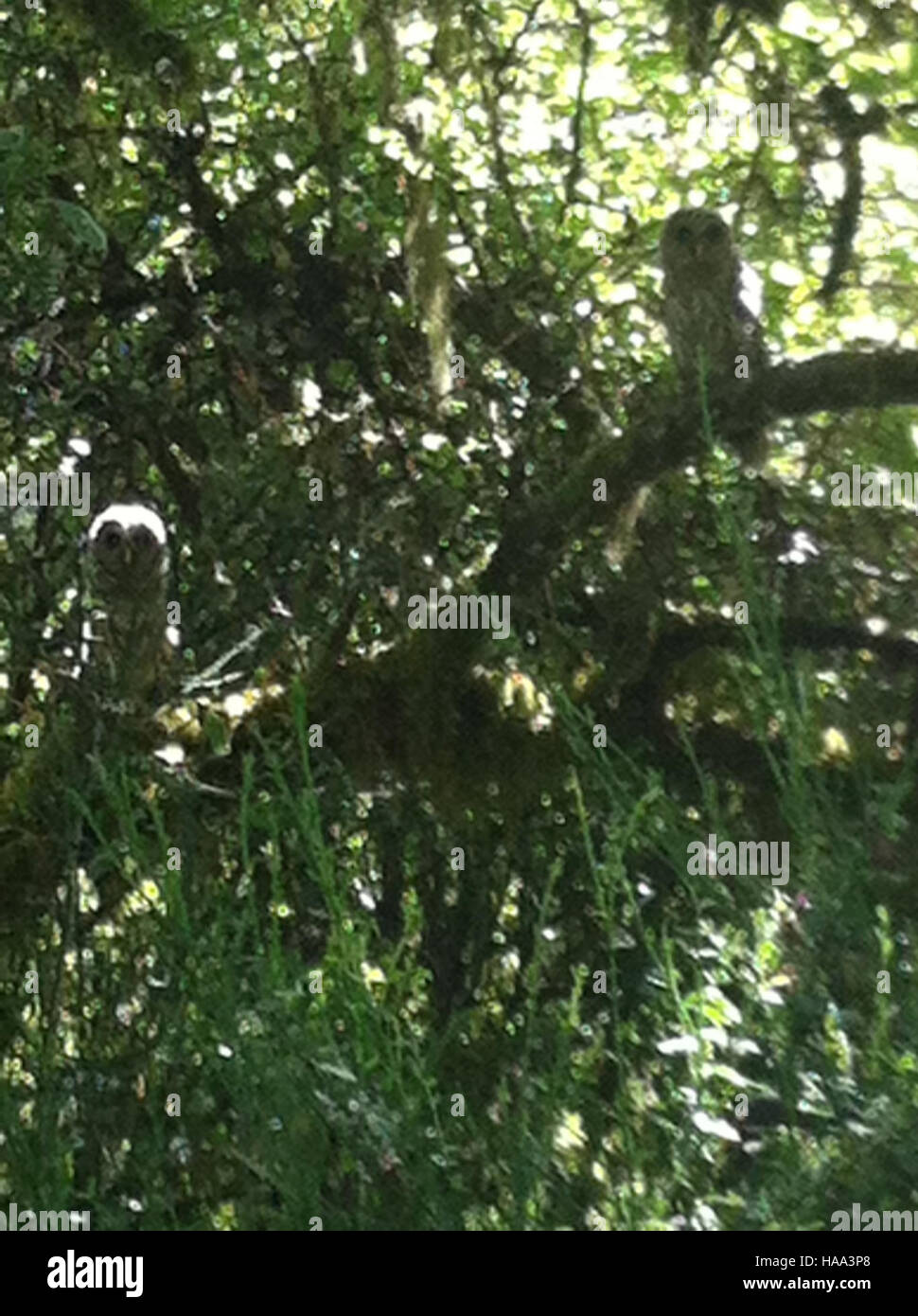 Owls in Milo McIver State Park highlight the park's rich wildlife ...