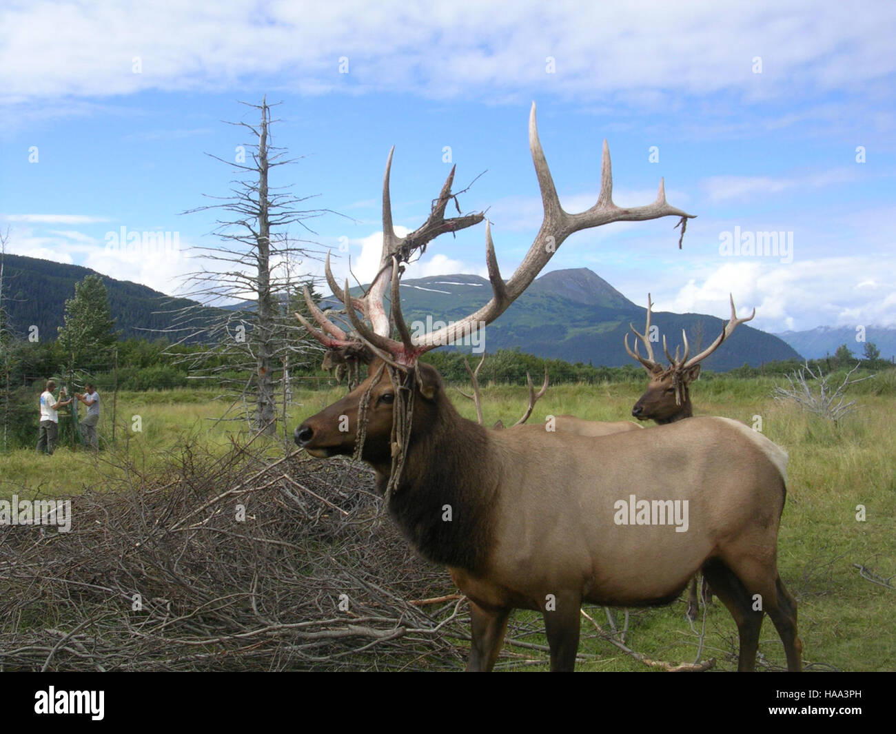 An elk poses for a photo in a national park, illustrating the ...