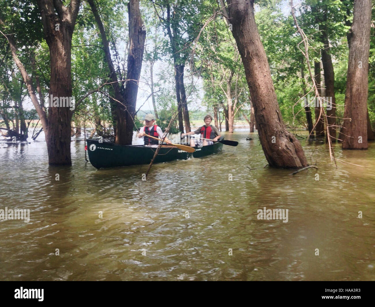 Floodplain forests are critical ecosystems that provide habitat for a ...
