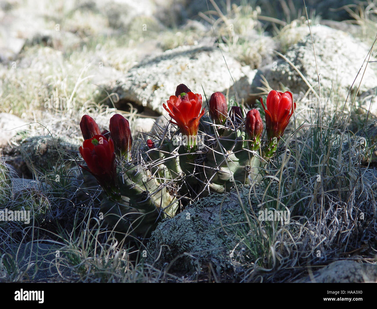 Features petals hi-res stock photography and images - Alamy