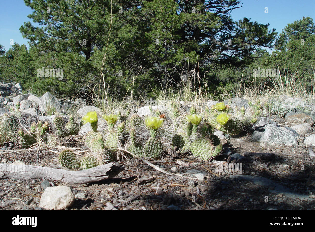 The Zapata Cactus, a rare species, is protected within a national park ...