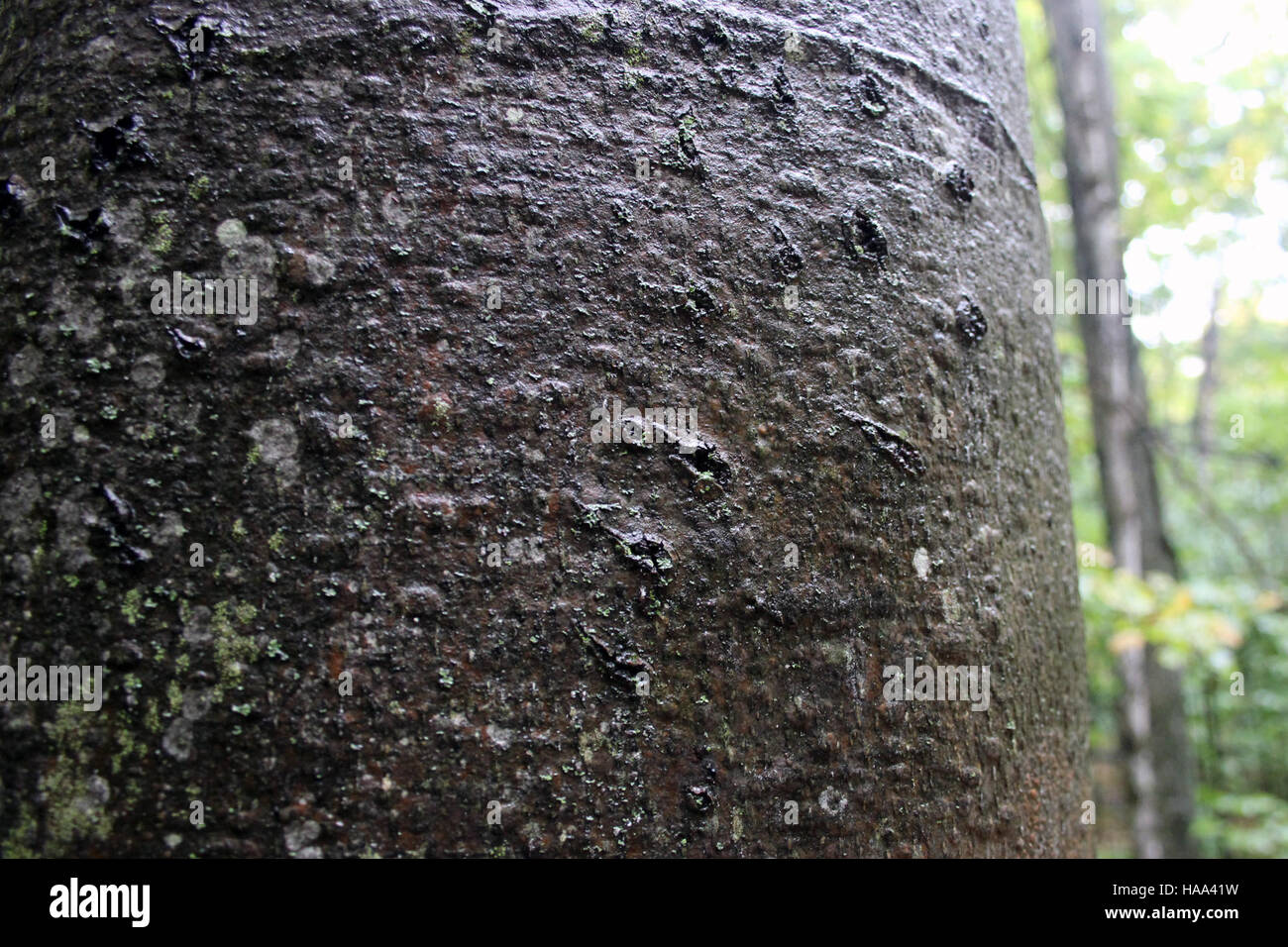usfwsmidwest 15437951816 Scars from climbing black bears Stock Photo ...