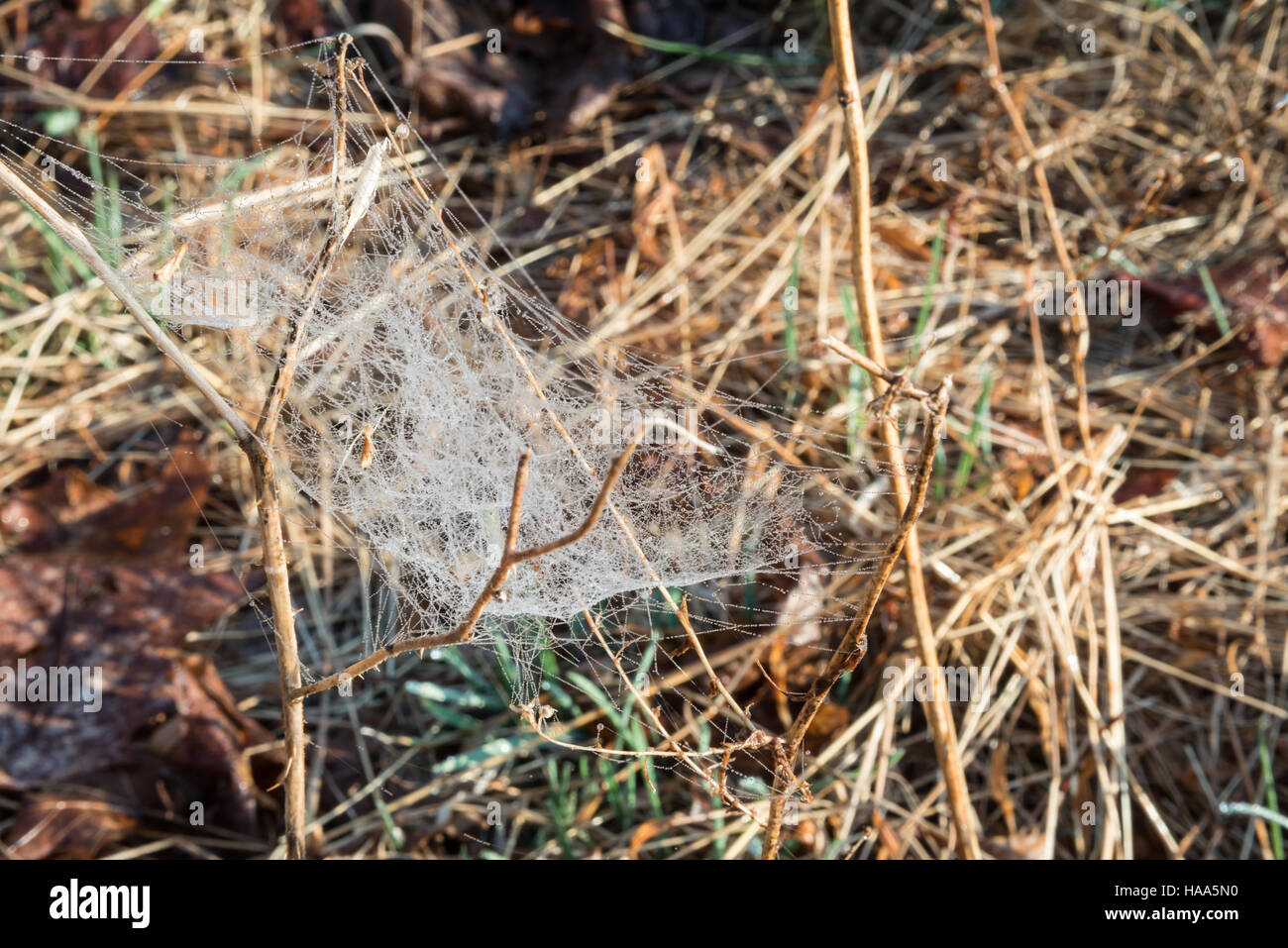 Spider web with dew on dry grass Stock Photo - Alamy