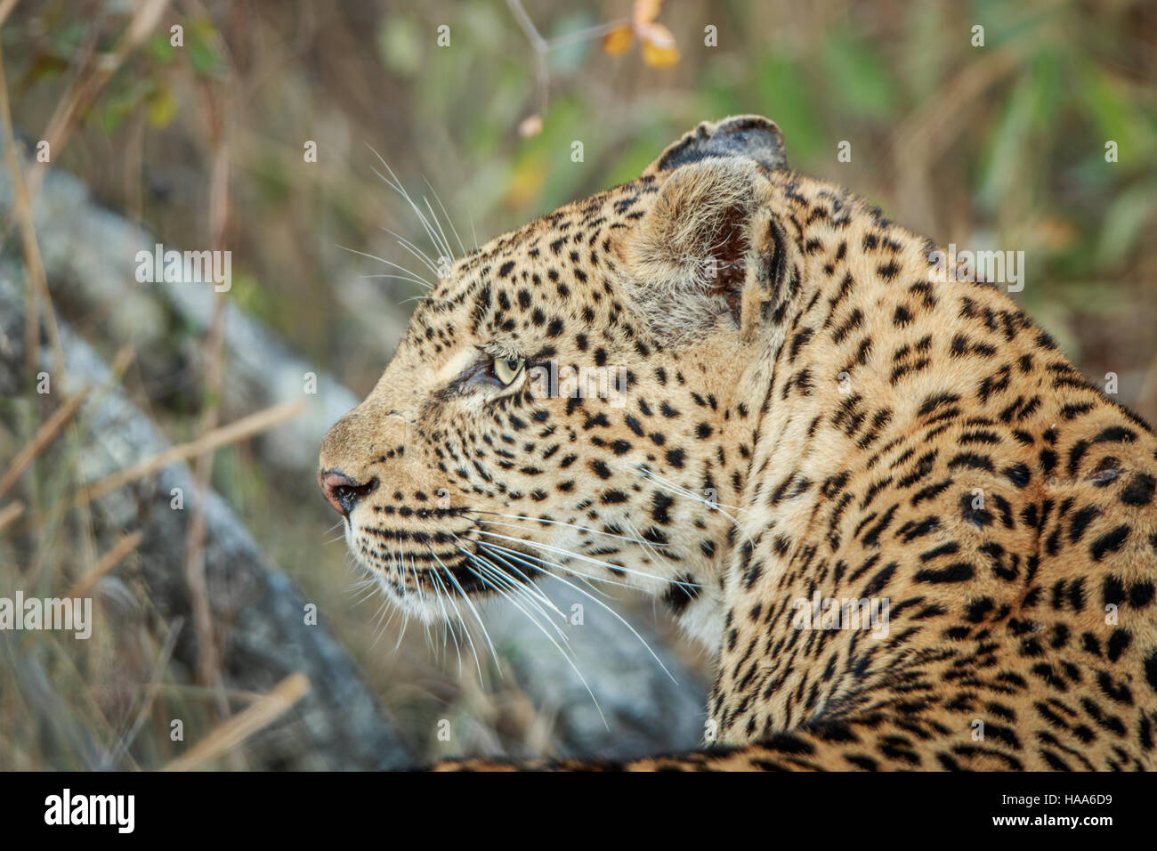 Side profile of a Leopard in the Kruger National Park, South Africa ...