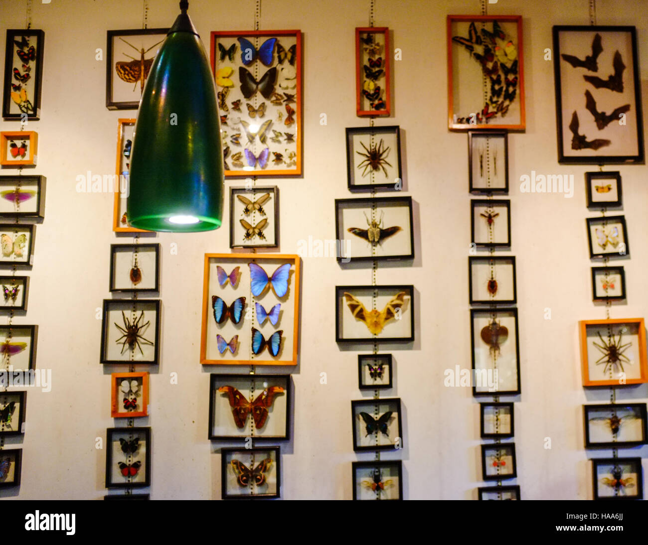 Framed butterflies hi-res stock photography and images - Alamy