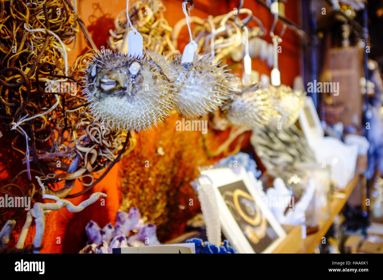 Stuffed puffer fish Stock Photo - Alamy