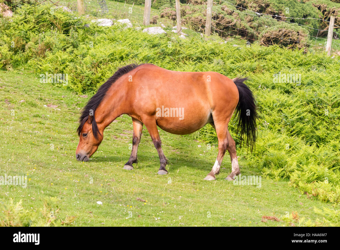 Horse on a summer meadow - shot taken near Rhossilli, Gower, Wales ...