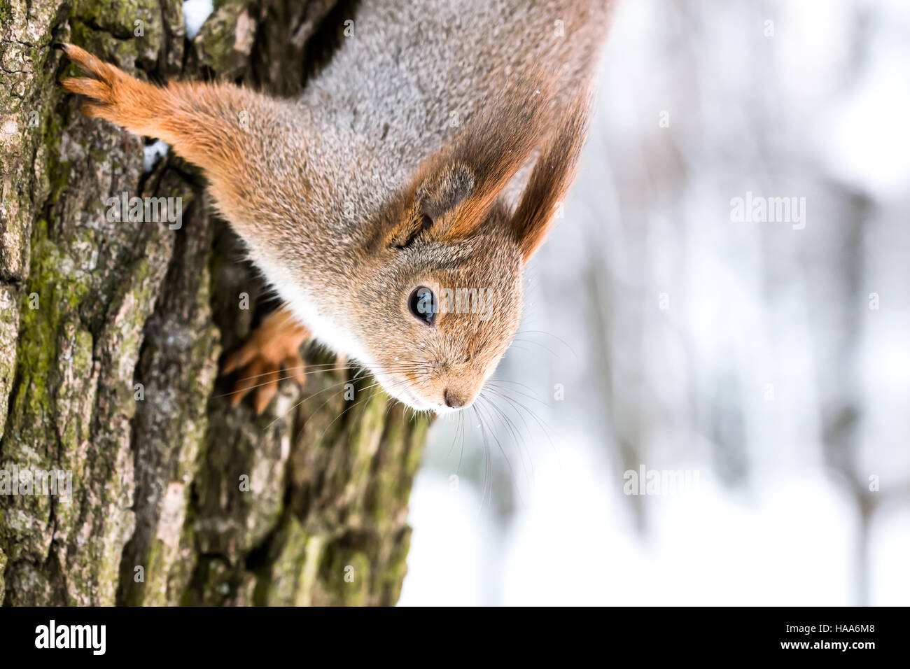 cute red squirrel upside down hanging on tree trunk against blurred ...