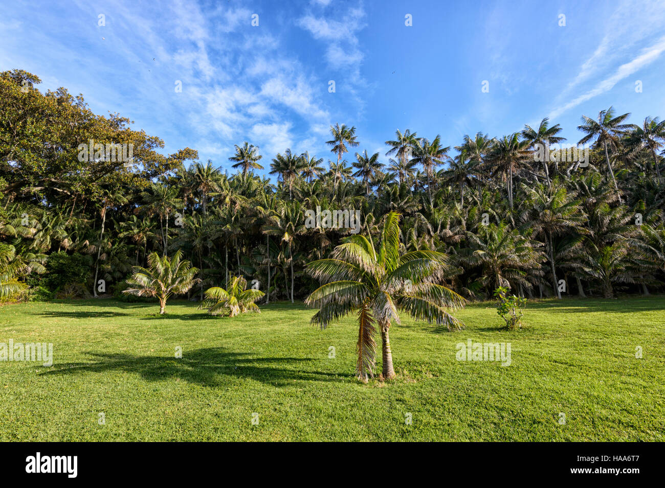 Palm trees plantation, Lord Howe Island, New South Wales, NSW ...