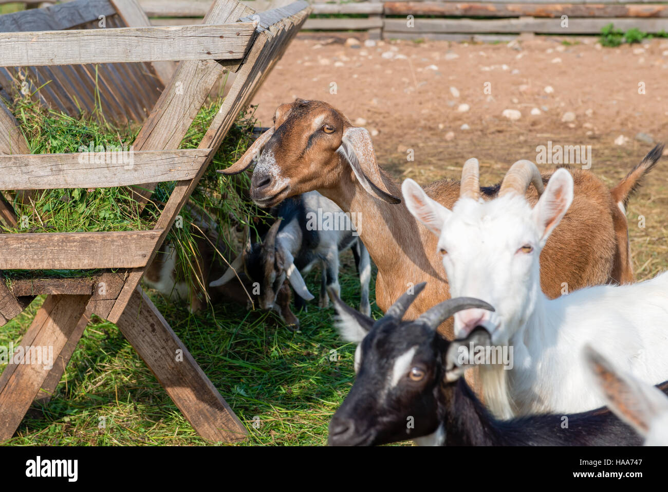 Raising dairy goats hi-res stock photography and images - Alamy