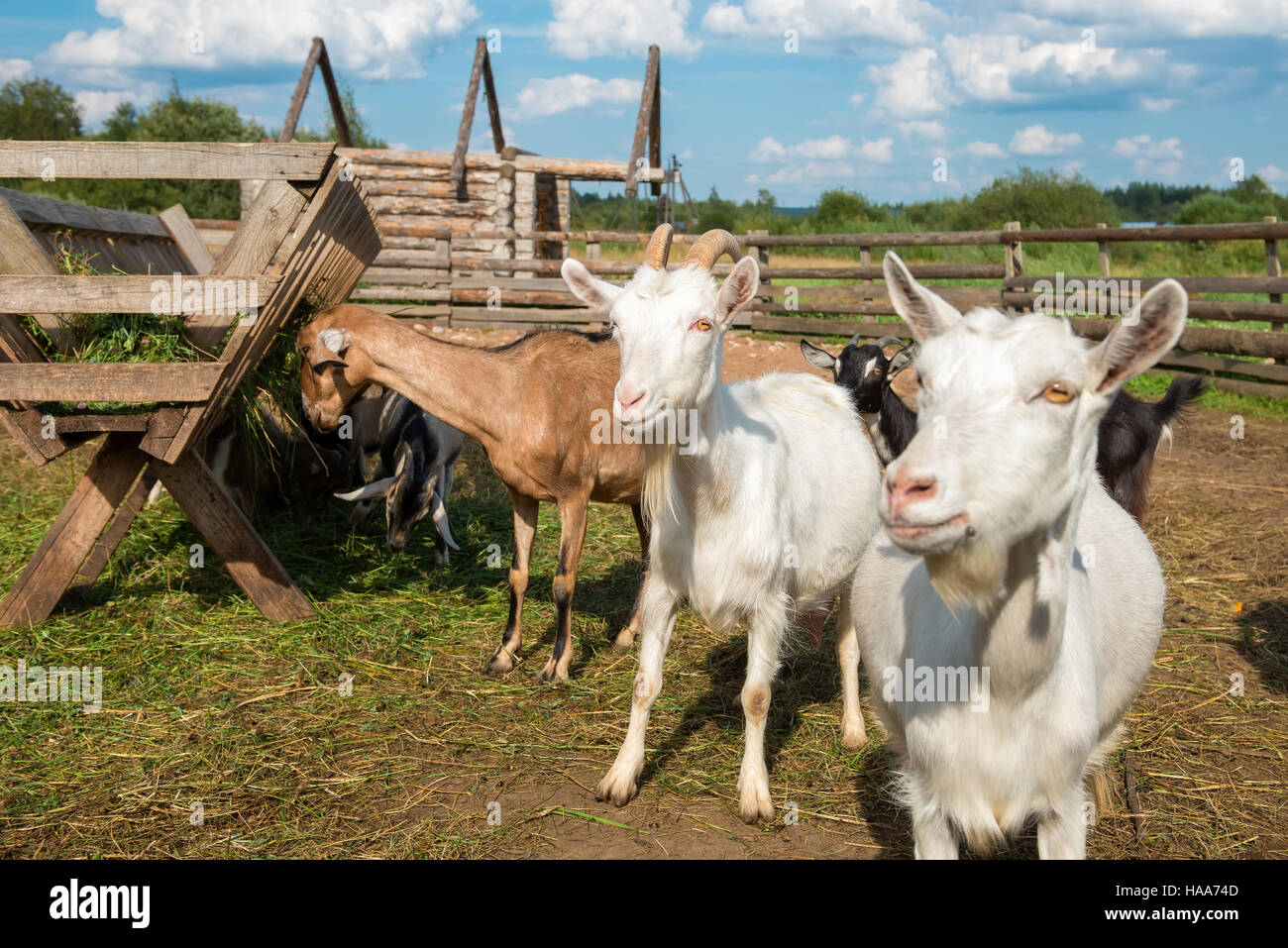 Raising dairy goats hi-res stock photography and images - Alamy