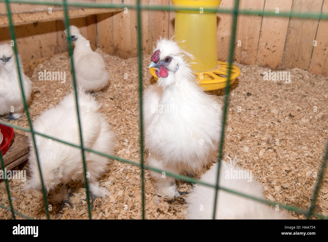 Chinese feather chickens in a pen Stock Photo - Alamy