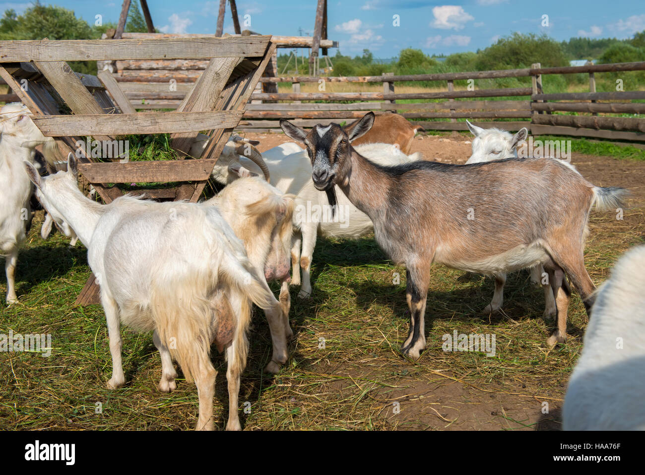 Goats eating feed on a farm on a sunny summer day Stock Photo - Alamy