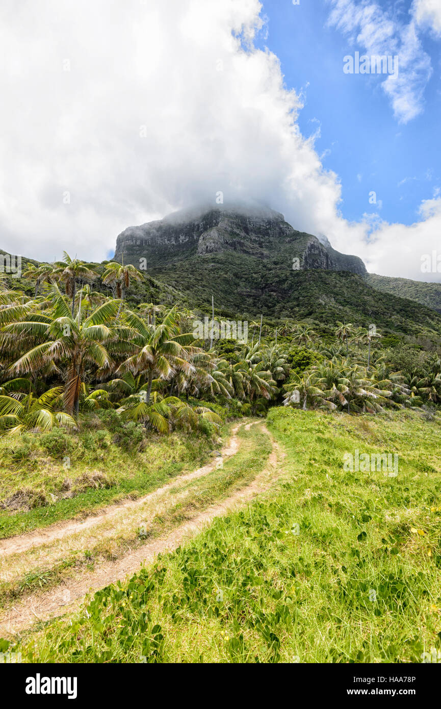 Walking trail leading to Mt Lidgbird and Mt Gower, Lord Howe Island ...