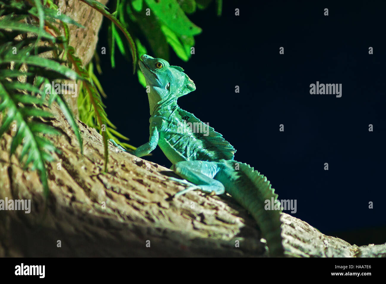 Green chameleon sitting in a tree Stock Photo - Alamy