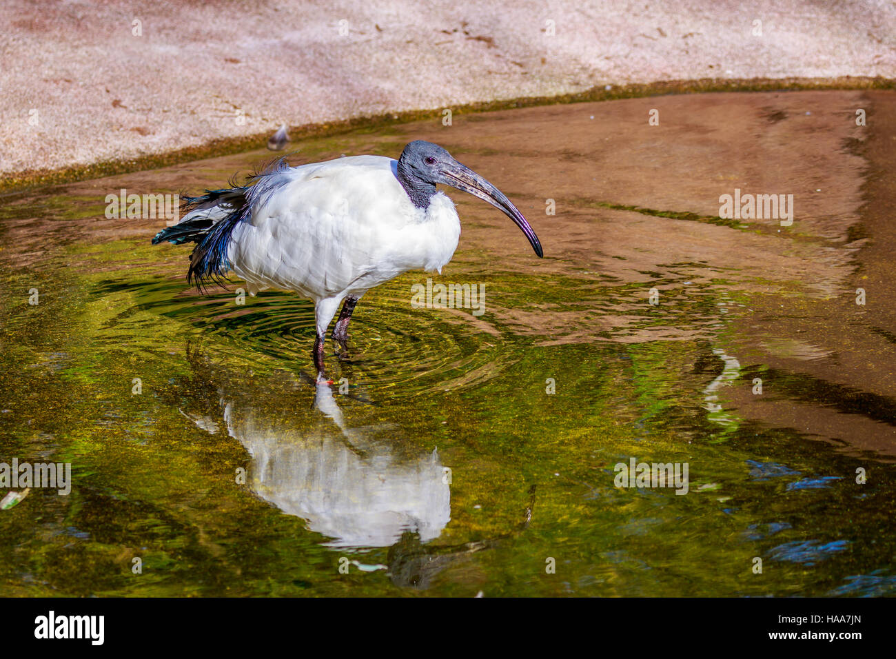 An African Sacred Ibis wades in the pond Stock Photo - Alamy