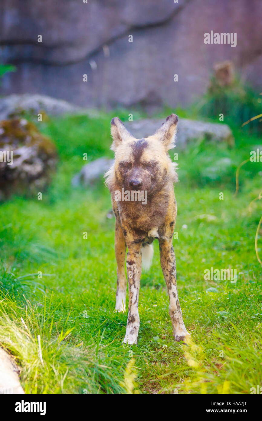 African wild dog standing in alert pose Stock Photo - Alamy