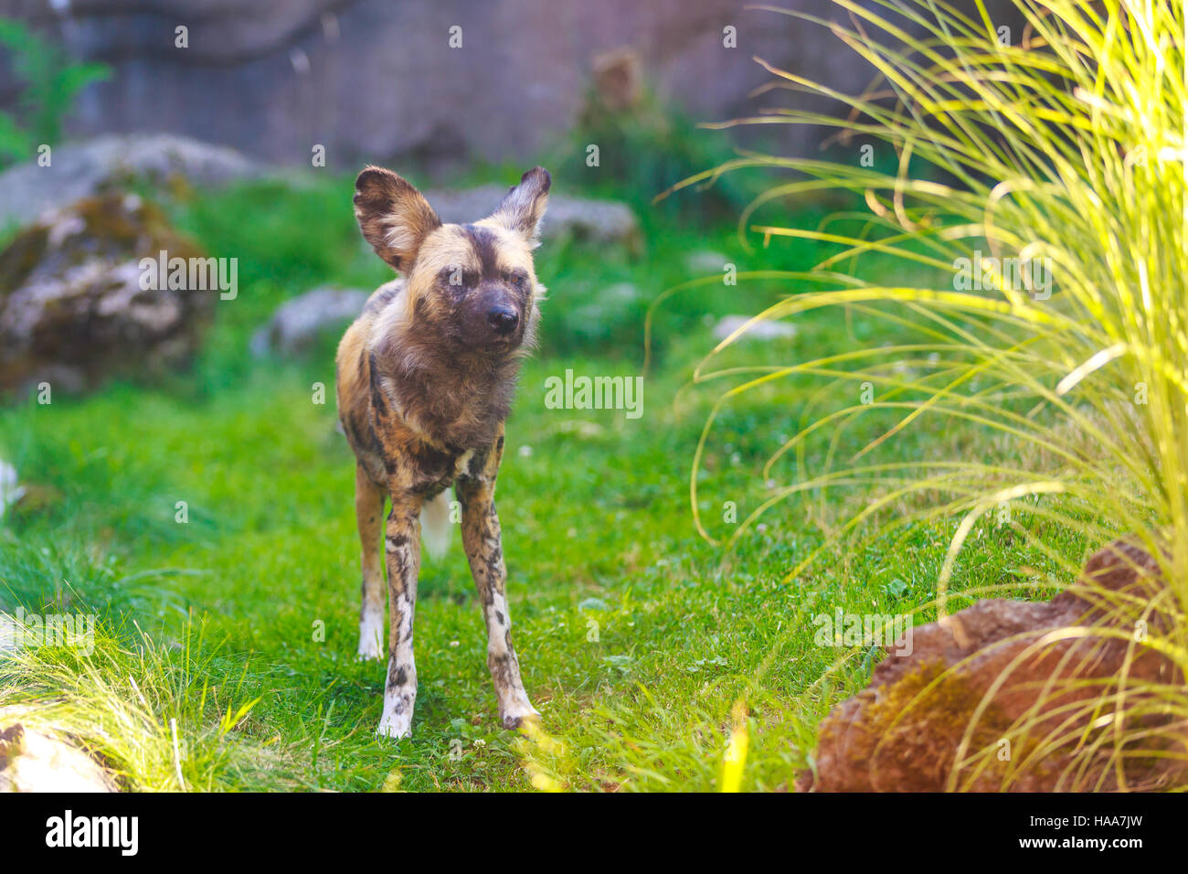 African wild dog standing in alert pose Stock Photo - Alamy